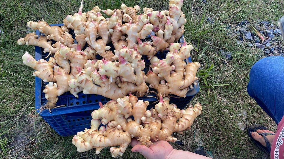Gengibre de Tapiraí busca recuperação com nova associação de produtores