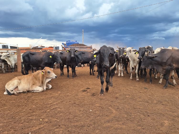 JBJ Agropecuária encerra compra de Fazenda Conforto em Goiás