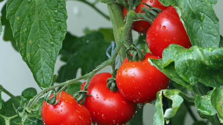 Preço do tomate dispara 45,4% em 2026 no Brasil